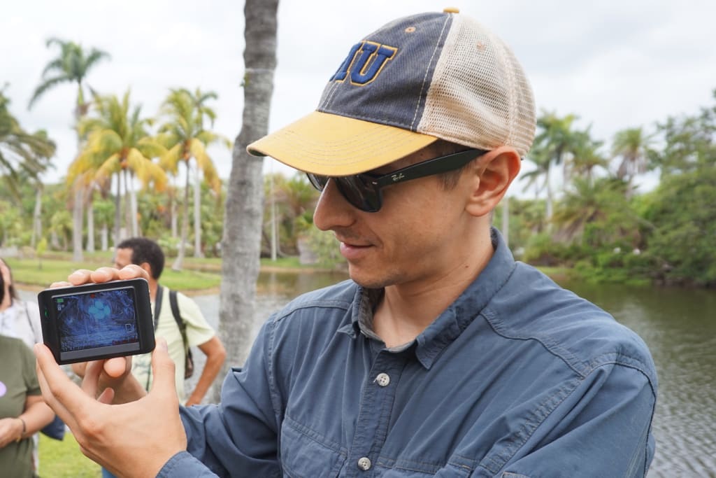 Your dead palm is a woodpecker home — and that's good | FIU News ...