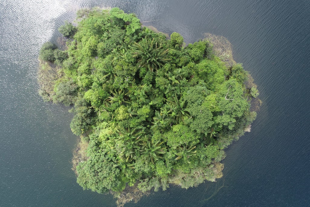 Parasites 'mite' help curb the spread of invasive lizards | FIU News ...