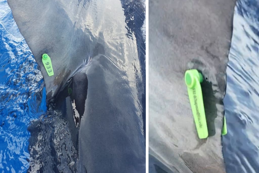 Catch of the day: Mellow, the FIU-tagged tiger shark | FIU News ...