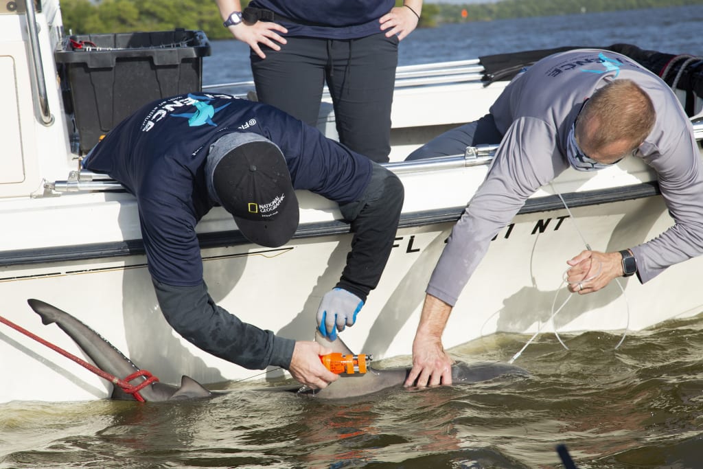 FIU scientists star in 4 new SharkFest shows on National Geographic ...