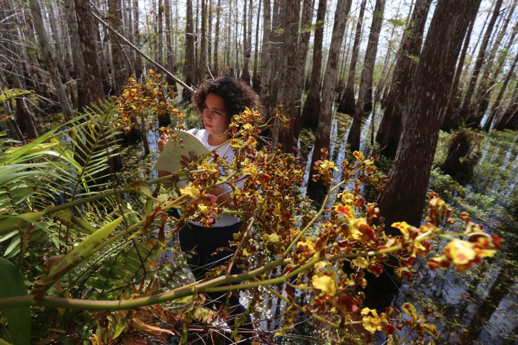 Saving Florida’s only population of rare, endangered orchid from ...
