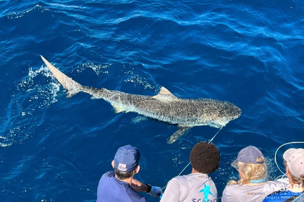 Partnership brings hands-on, at-sea marine science research to middle ...