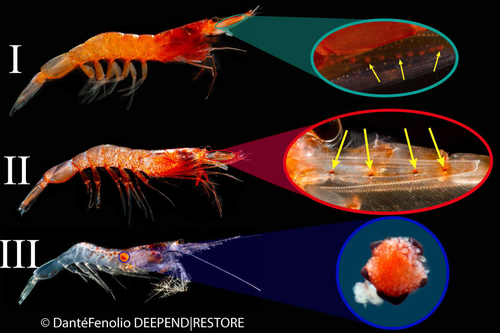 Eye size of deep-sea shrimp reveal secrets of the deep | FIU News ...