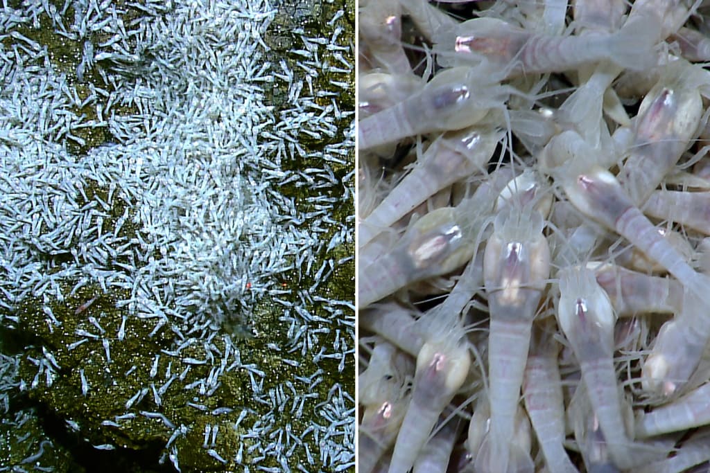 NSF funds research to uncover secrets of shrimp that call the deep ...