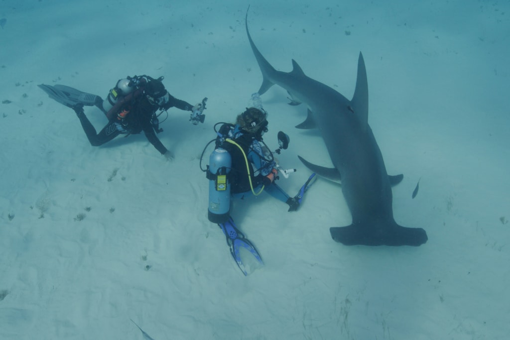FIU scientists featured in SharkFest 2022 shows on National Geographic ...
