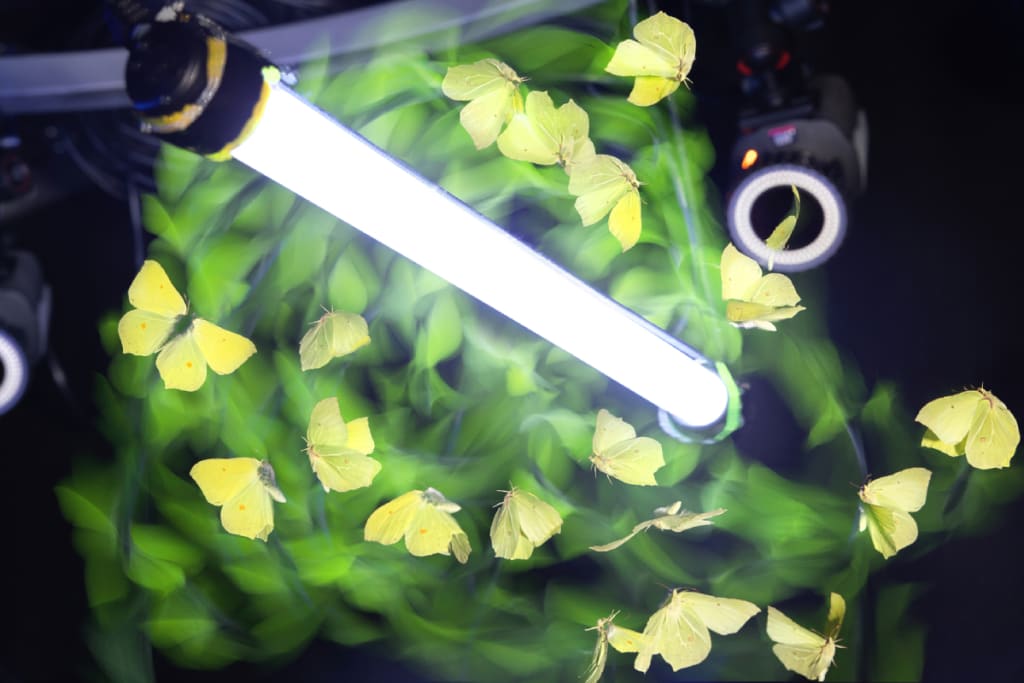 Millennia-old mystery about insects and light at night gets new ...