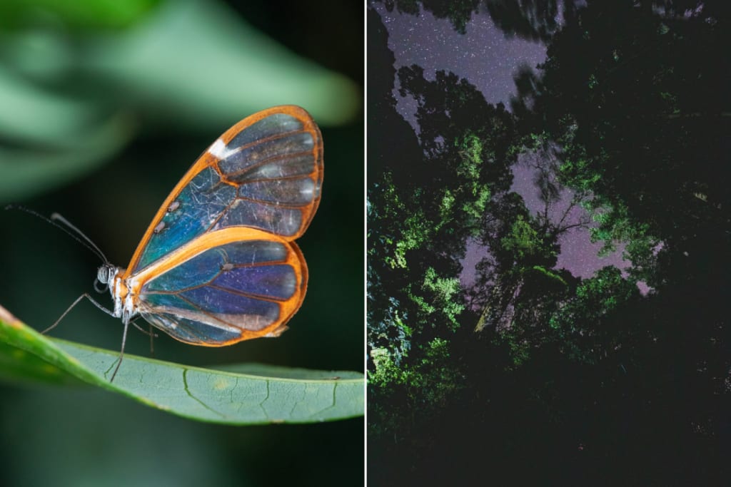 Millennia-old mystery about insects and light at night gets new ...