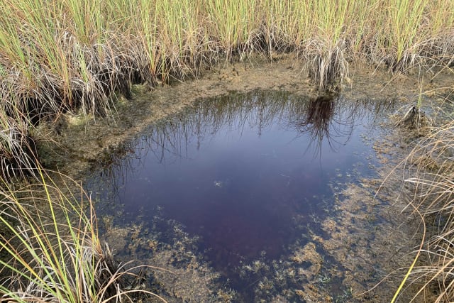 The building block of the Everglades is in danger | FIU News - Florida ...