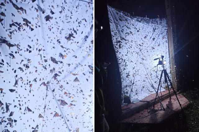 It’s lights out for moths, if you like your nightly pollinators | FIU ...