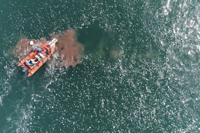 Man-made chemicals could be stressing out marine mammals | FIU News ...