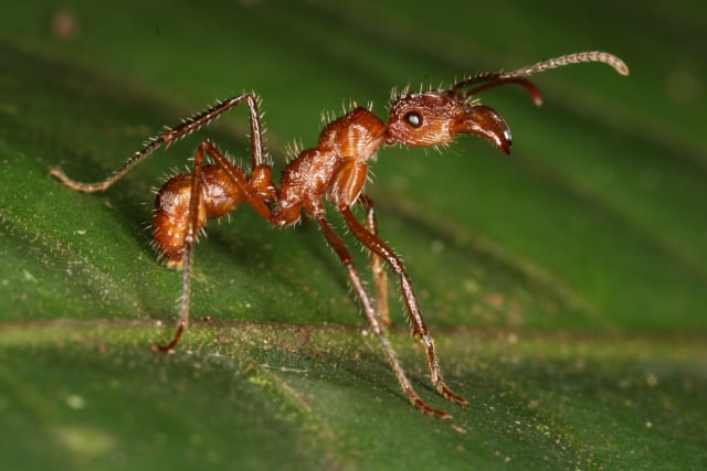 Researchers embark on mission to find all the world’s ants | FIU News ...