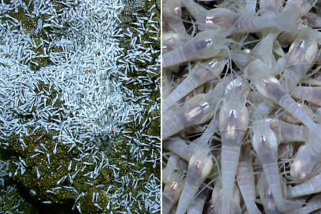 NSF funds research to uncover secrets of shrimp that call the deep ...