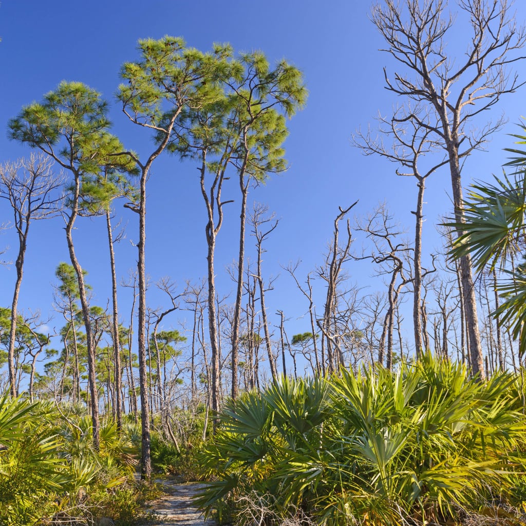 If the pines disappear, can it still be called Big Pine Key? | FIU News ...