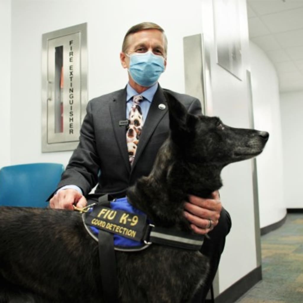 FIU's detector dogs sniff out COVID at Miami International Airport ...