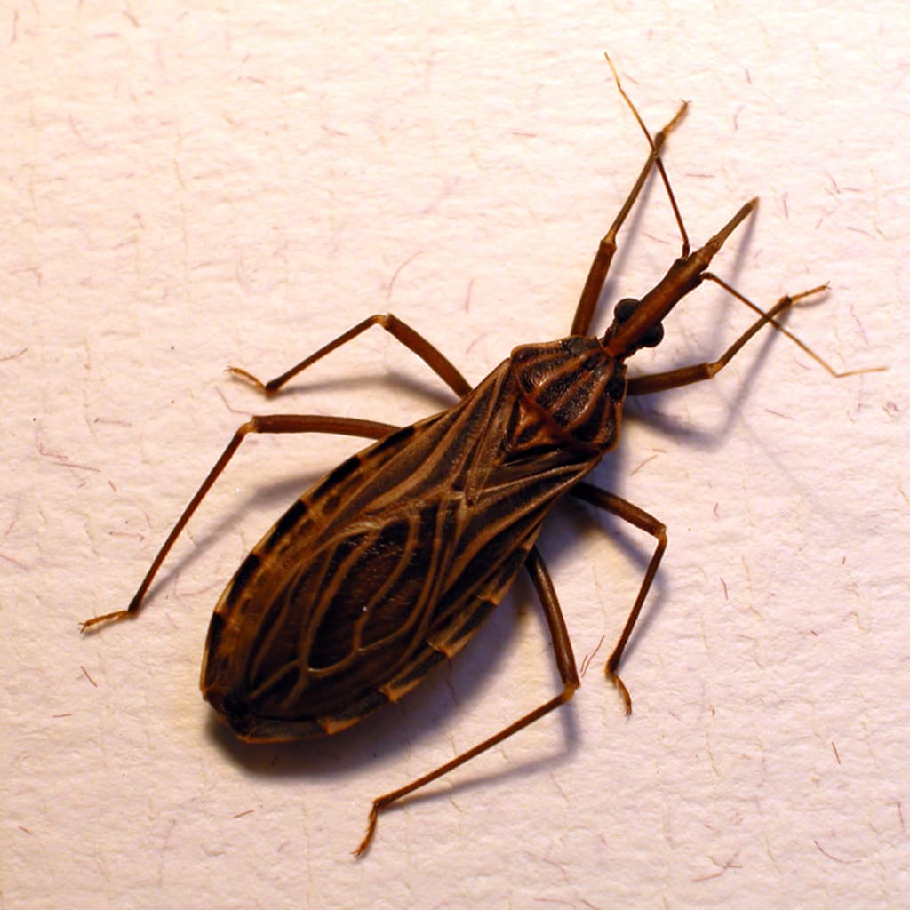 Researchers attempt to stop the kiss of death | FIU News - Florida ...