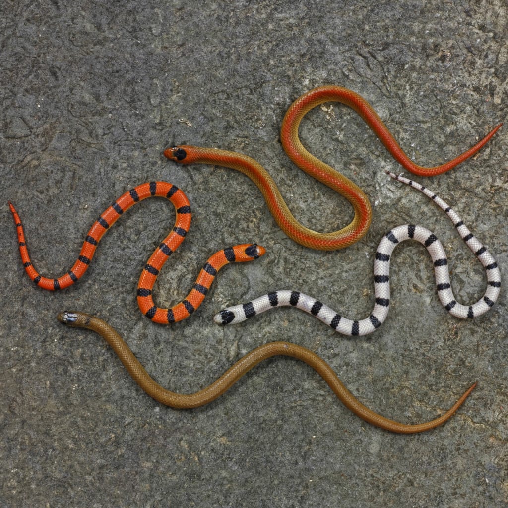 Uncovering the evolutionary history of a snake through its markings ...
