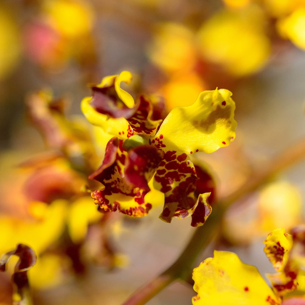 The search for one of Florida’s most rare, endangered orchids | FIU ...