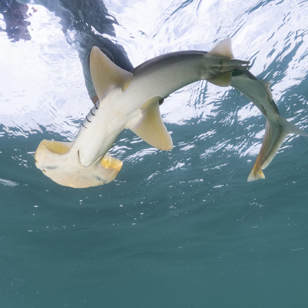 New environmental DNA test could help rare hammerhead sharks fight ...