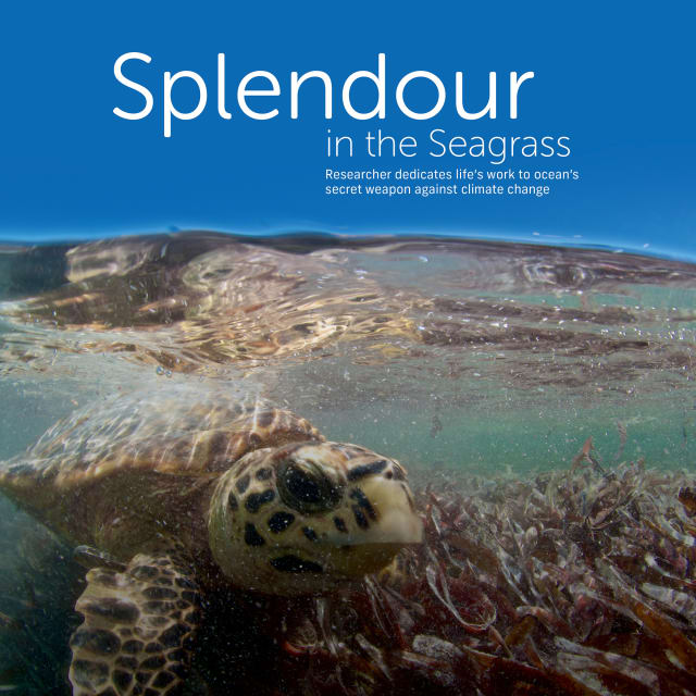 Researcher dedicates life’s work to ocean’s secret weapon against ...