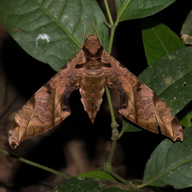Scientists tap into moth brains hoping to improve human flight | FIU ...