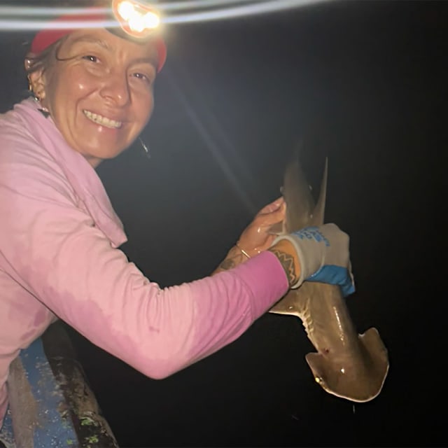 New shark species identified by FIU scientists named for late Microsoft ...