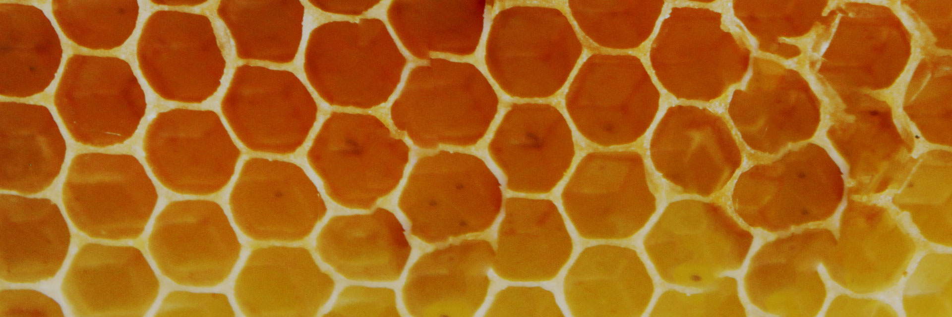 IBM Cloud | Case Study | Digital Realty