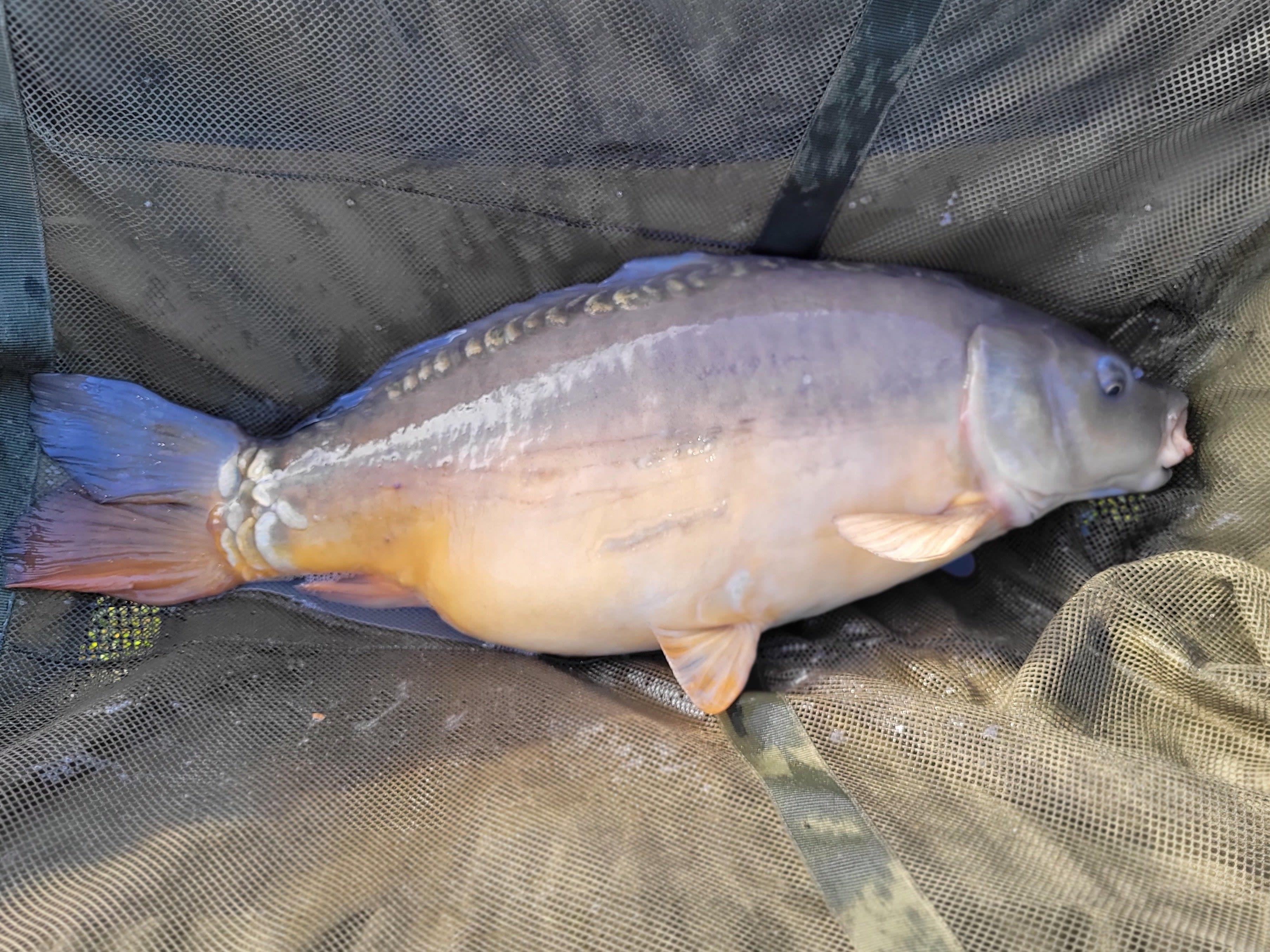 Raise your fishing game anywhere with Catch. Elevate your fishing ...