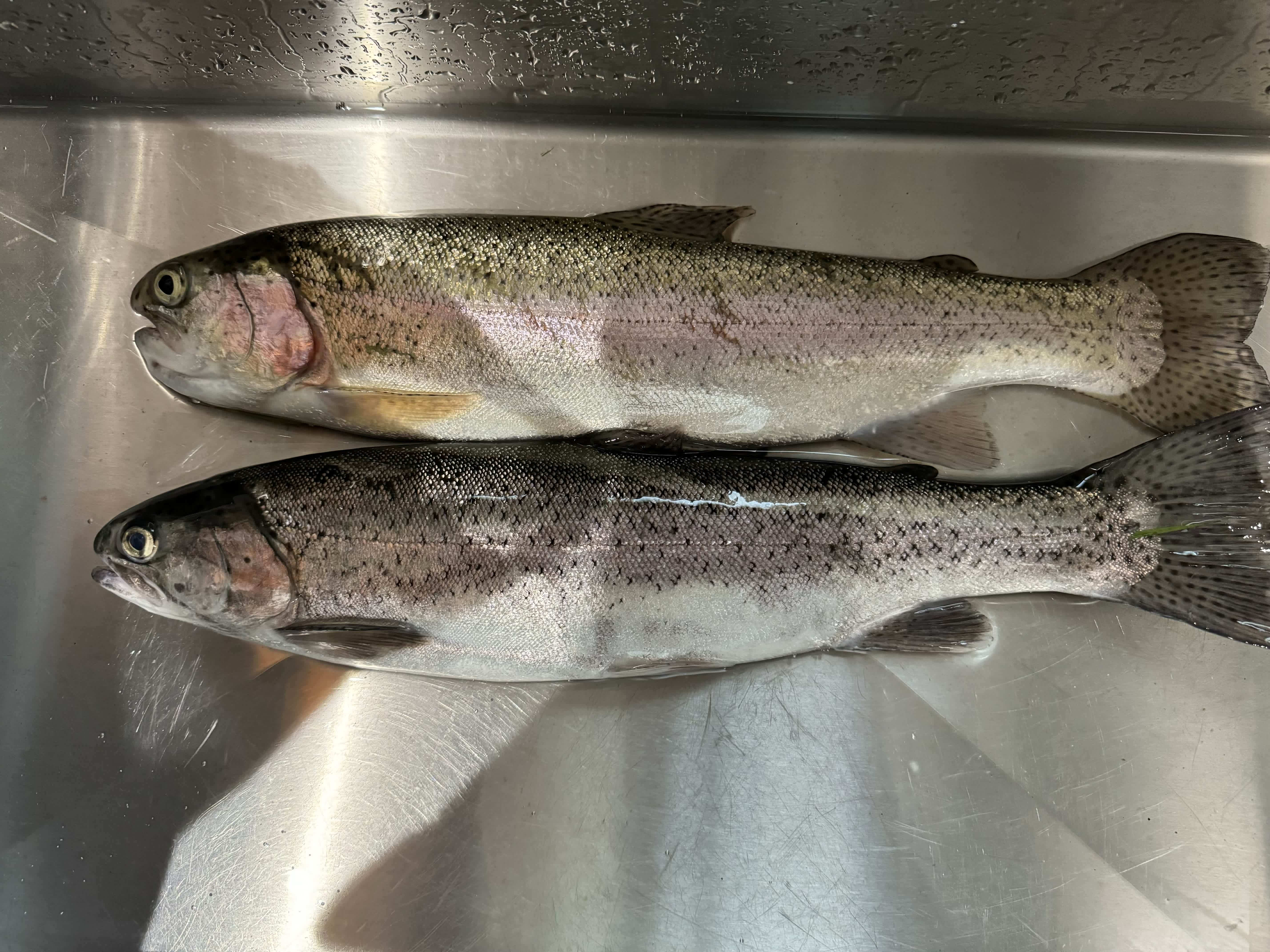 Raise your fishing game anywhere with Catch. Elevate your fishing ...
