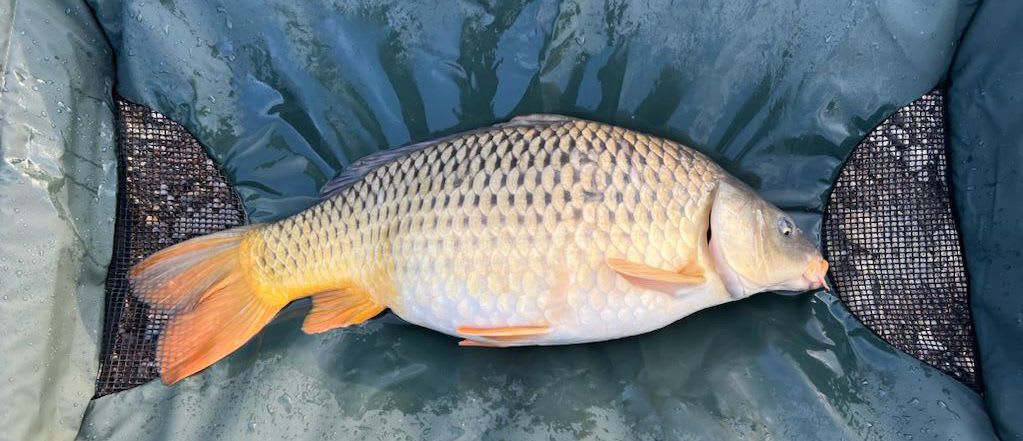 Raise your fishing game anywhere with Catch. Elevate your fishing ...