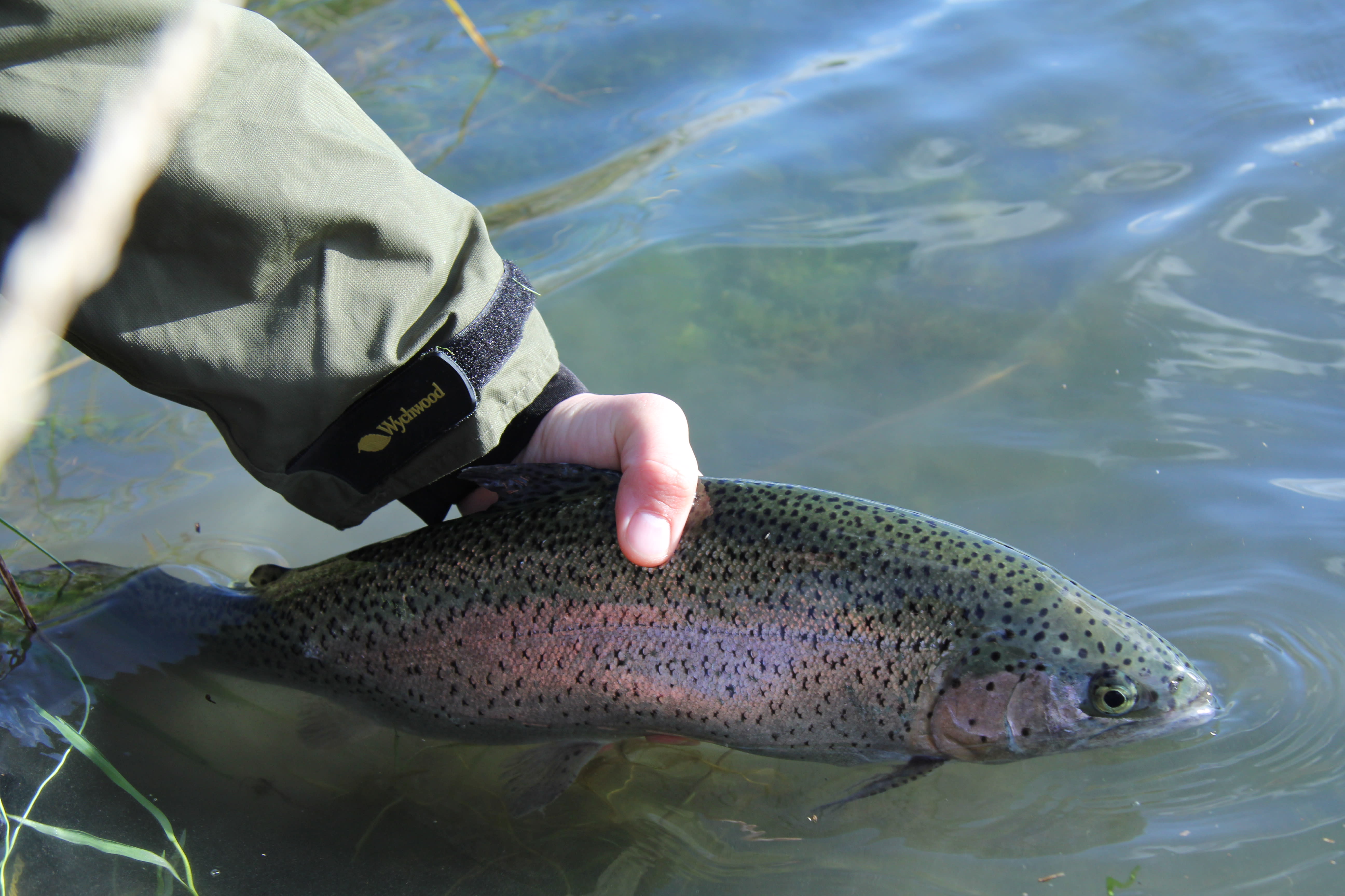 Raise your fishing game anywhere with Catch. Elevate your fishing ...