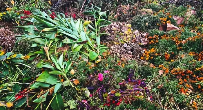 What Is Green Waste? Your Guide to Green Waste Removal | Ridly