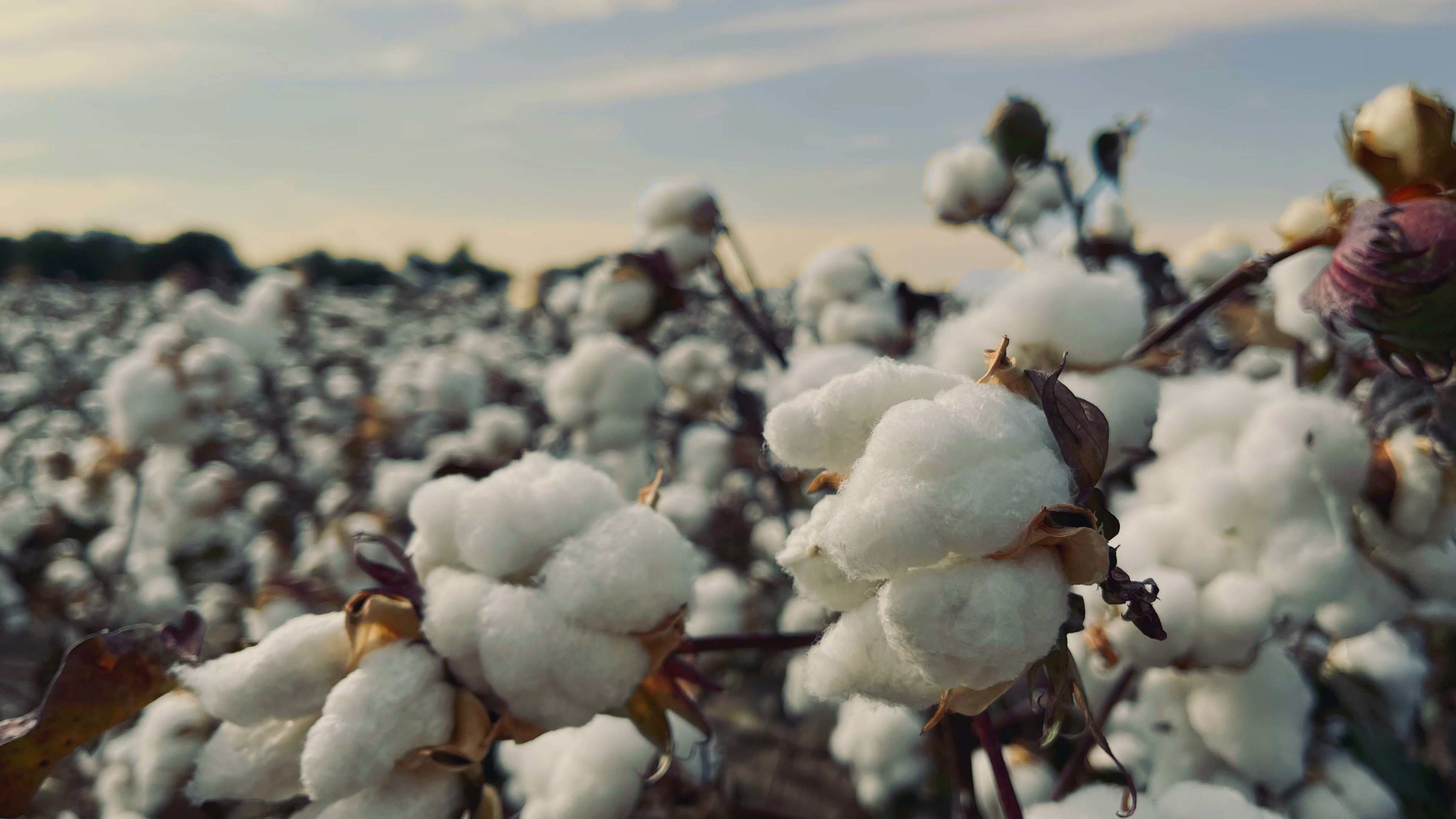 Our cotton