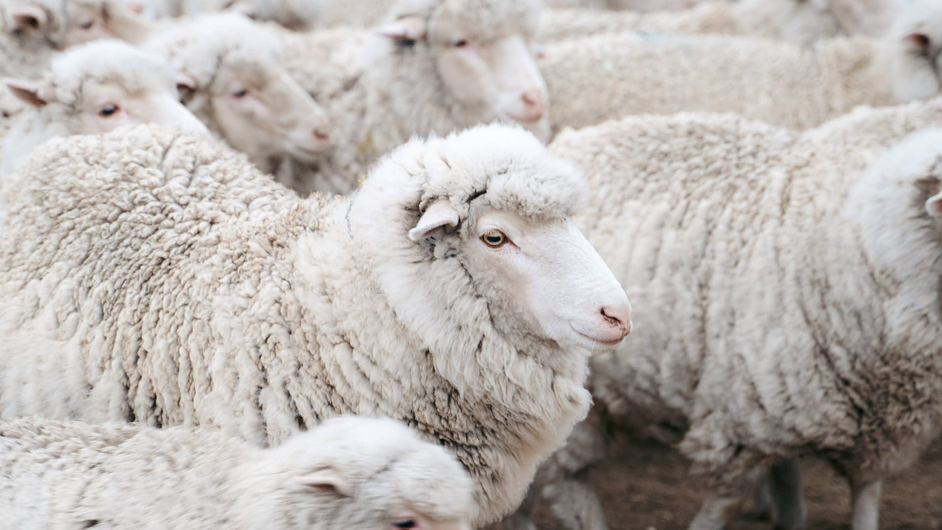 Our merino wool