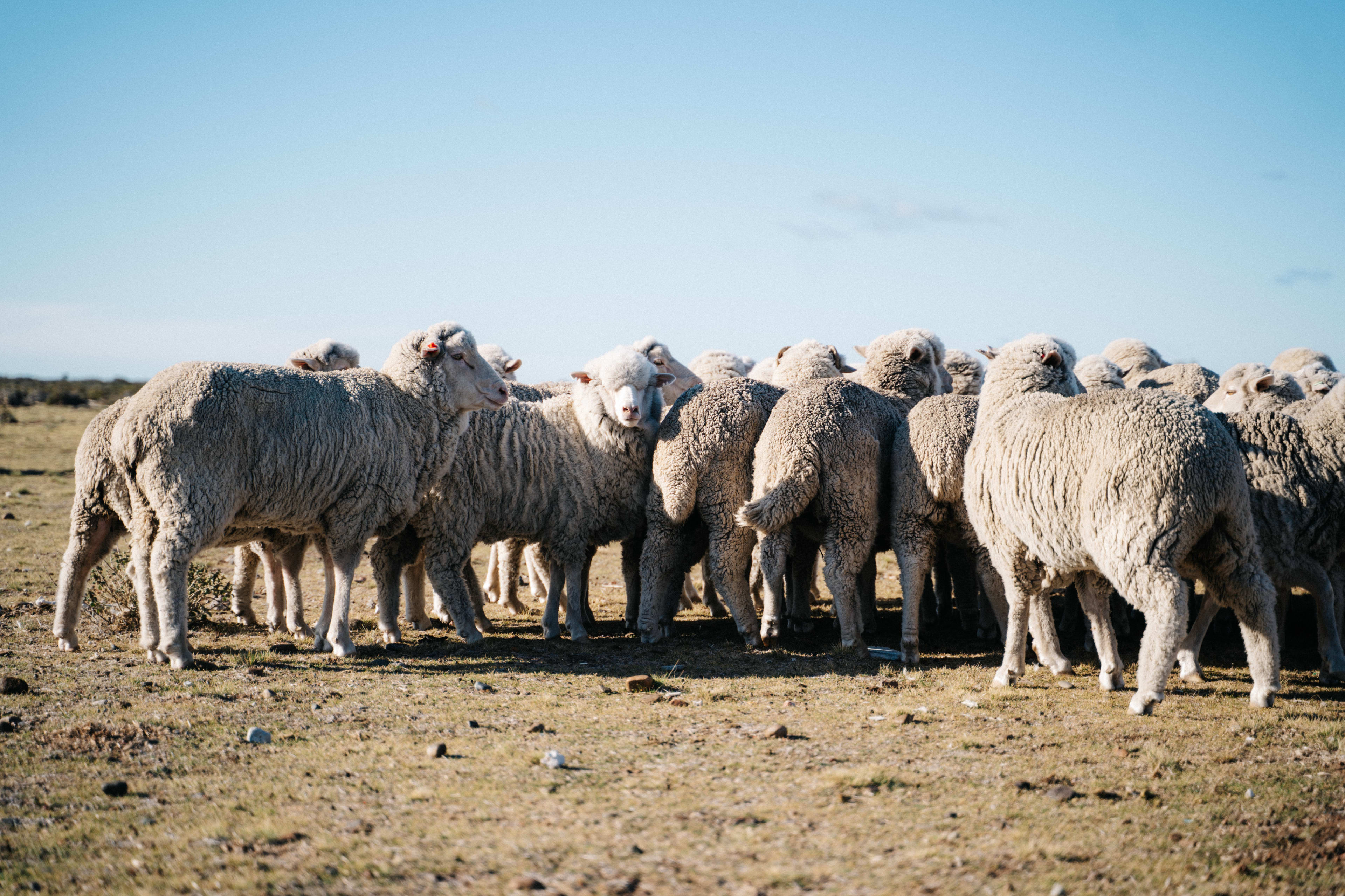 Merino wool guide - Dilling