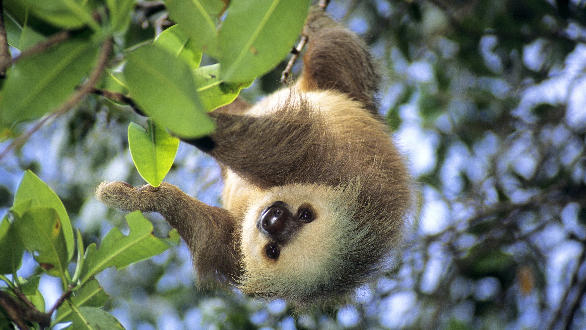 22 Relaxing Photos of Sloths That Will Chill You the F**k Out ...