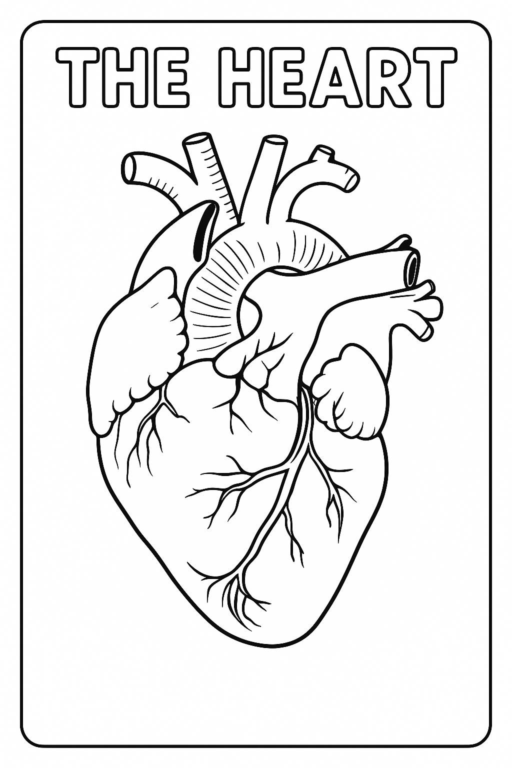 The heart / Coloring Page / Learning Corner