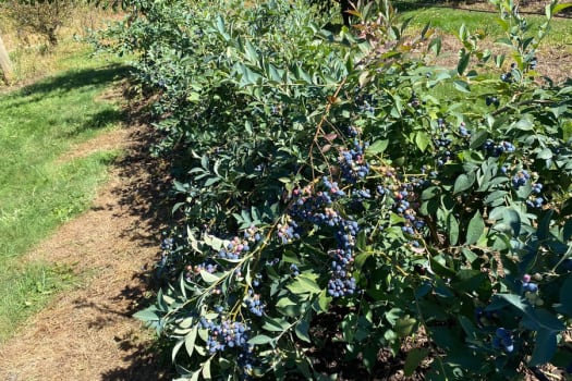 Farmgate & Fruit Picking - Eastern Dandenong Ranges
