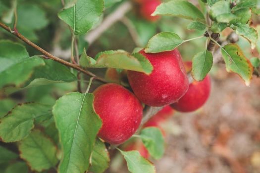 Farmgate & Fruit Picking - Eastern Dandenong Ranges