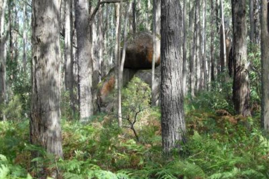 Walking Trails - Eastern Dandenong Ranges