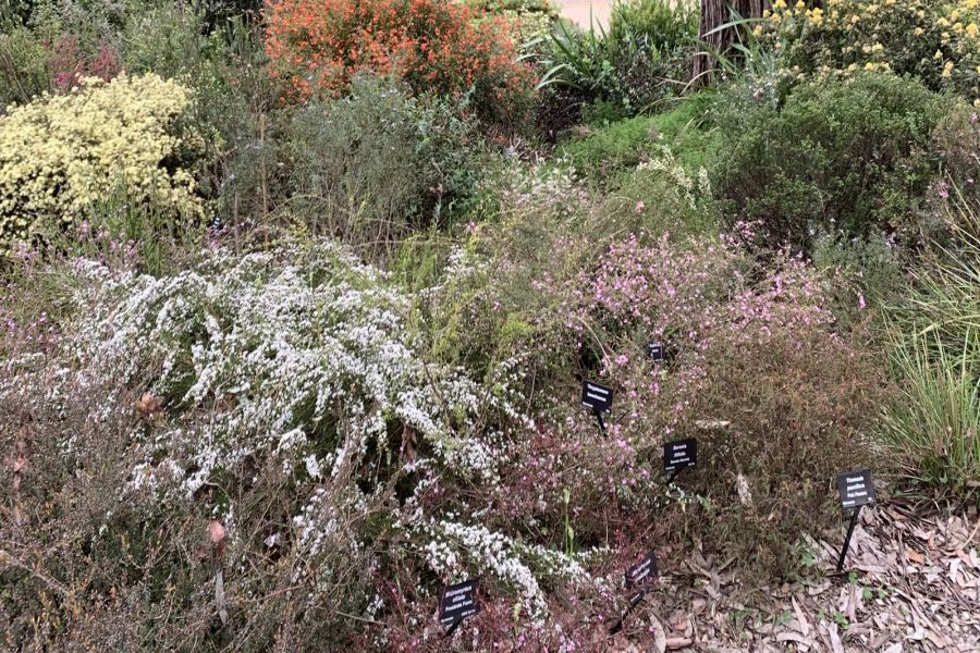 Karwarra Australian Native Botanic Garden & Nursery - The Villages ...