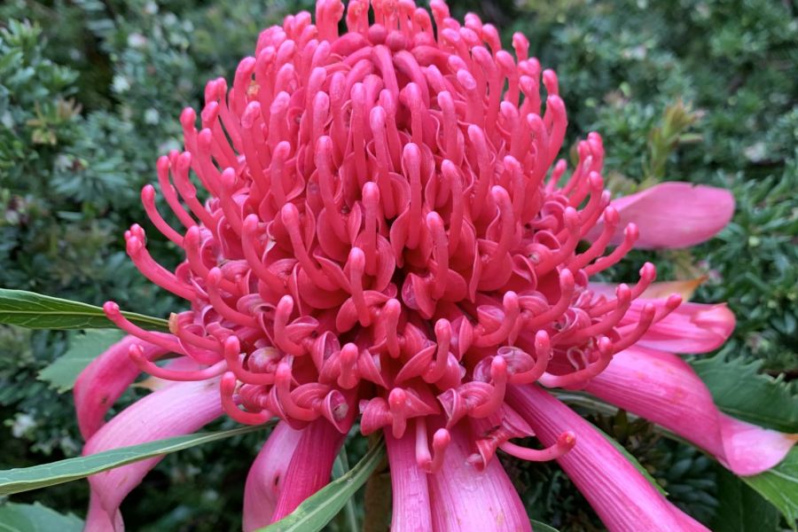 Karwarra Australian Native Botanic Garden & Nursery - The Villages ...