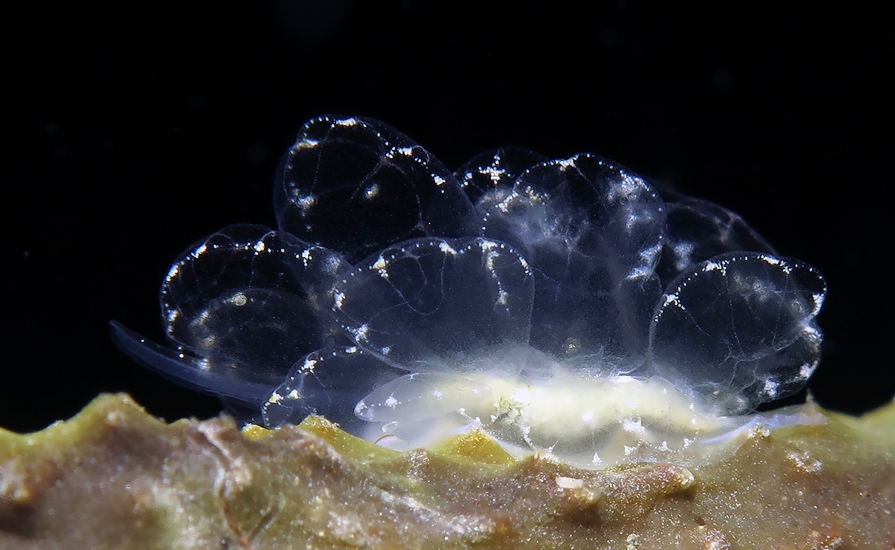 Cyerce elegans Cyerce elegans 优雅美叶海蛞蝓 | 潜水时光Lazydiving