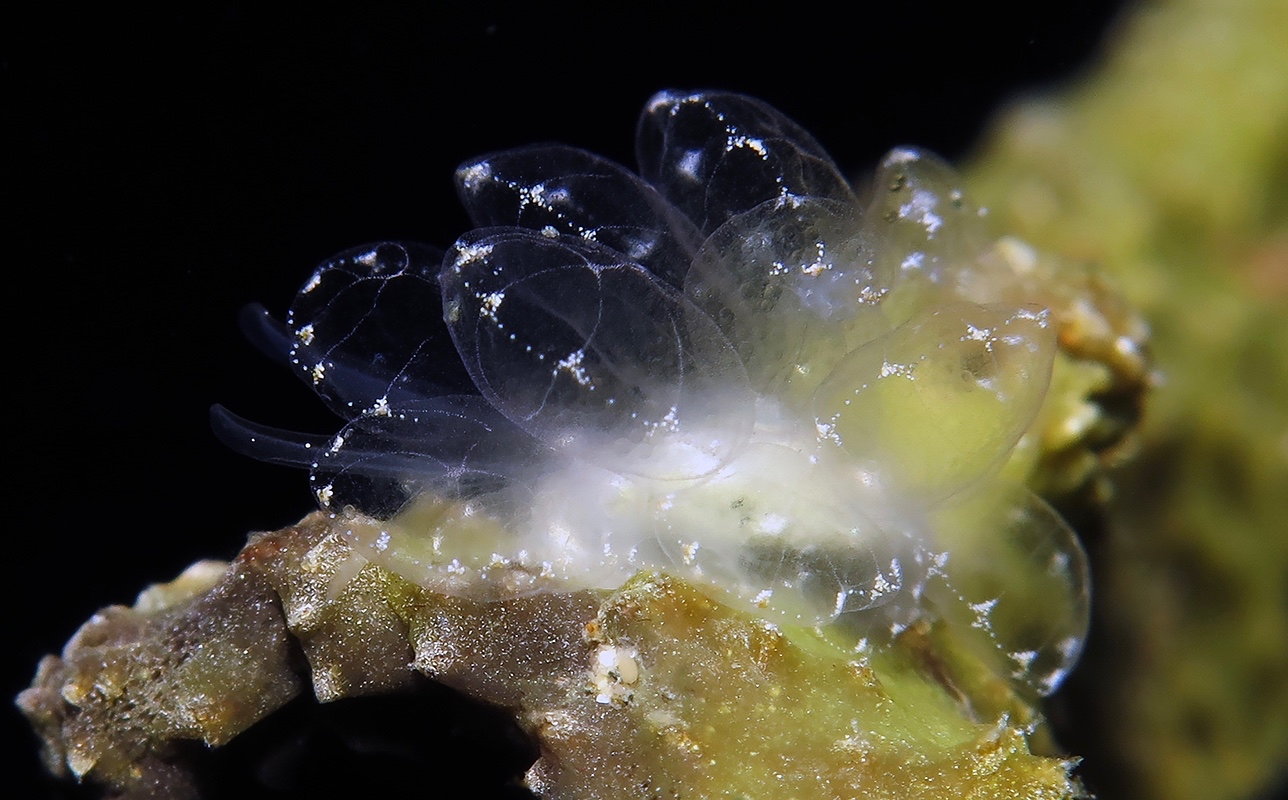 Cyerce elegans Cyerce elegans 优雅美叶海蛞蝓 | 潜水时光Lazydiving