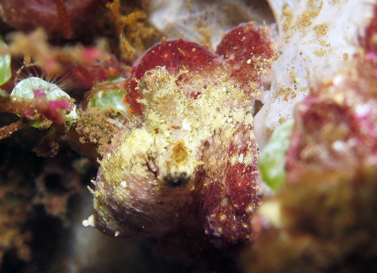 Octopus wolfi Octopus wolfi 微型章鱼 | 潜水时光Lazydiving