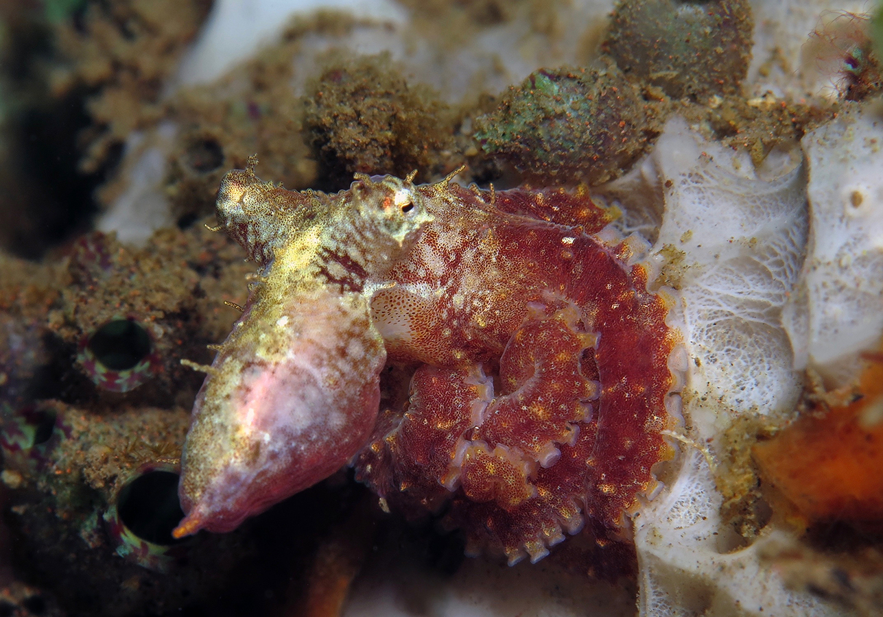 Octopus wolfi Octopus wolfi 微型章鱼 | 潜水时光Lazydiving