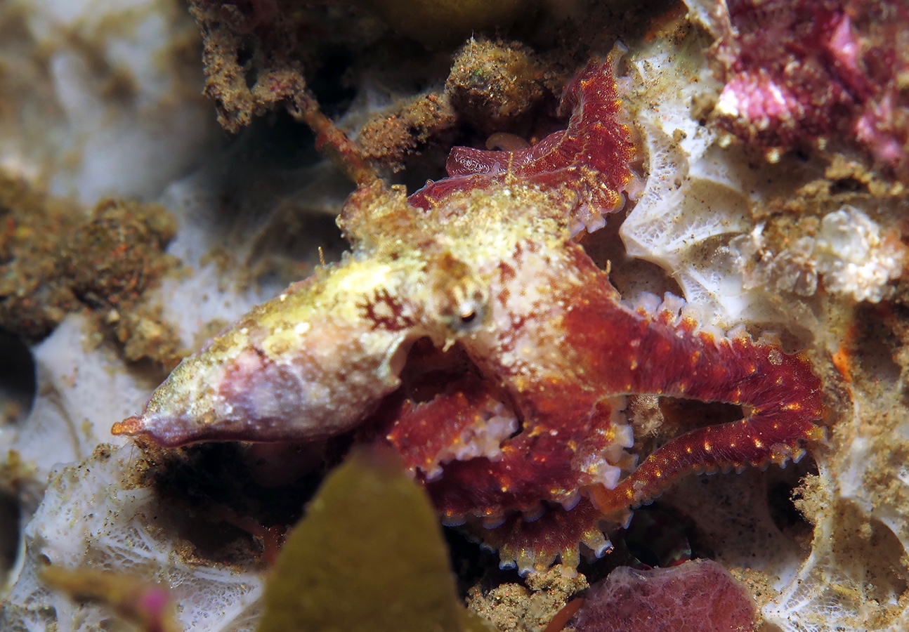 Octopus wolfi Octopus wolfi 微型章鱼 | 潜水时光Lazydiving