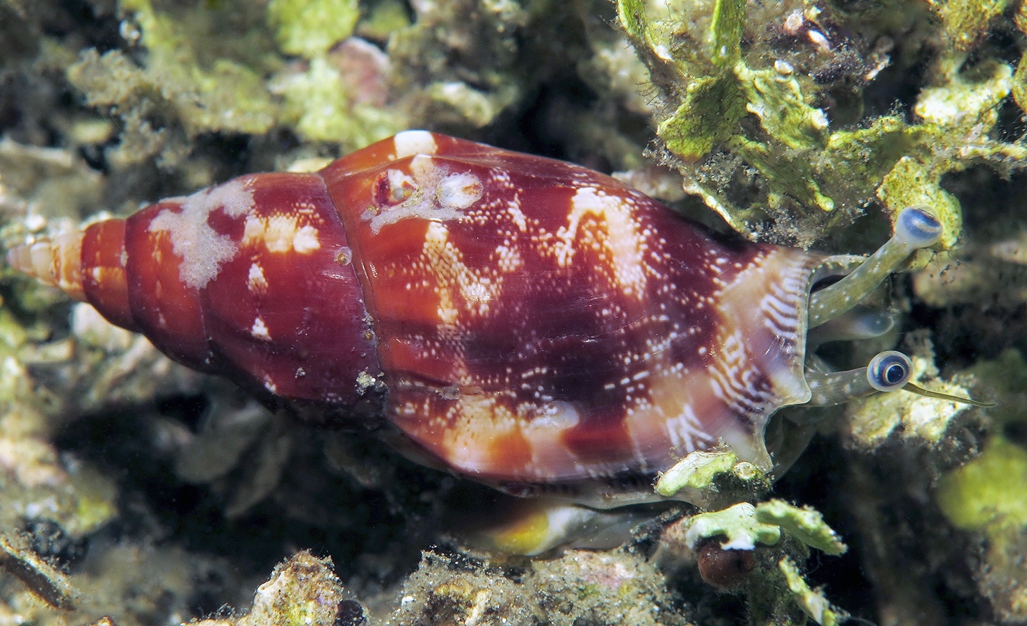 Strombidae Strombidae 凤凰螺 | 潜水时光Lazydiving