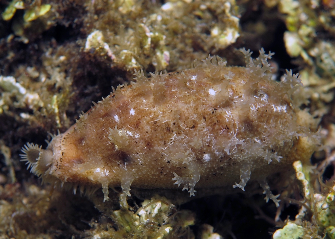 Erronea caurica Erronea caurica 厚缘拟枣贝 | 潜水时光Lazydiving