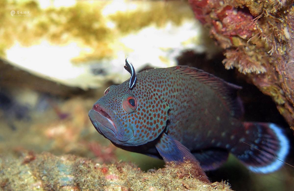 Cephalopholis sonnerati Cephalopholis sonnerati 红九棘鲈 | 潜水时光Lazydiving