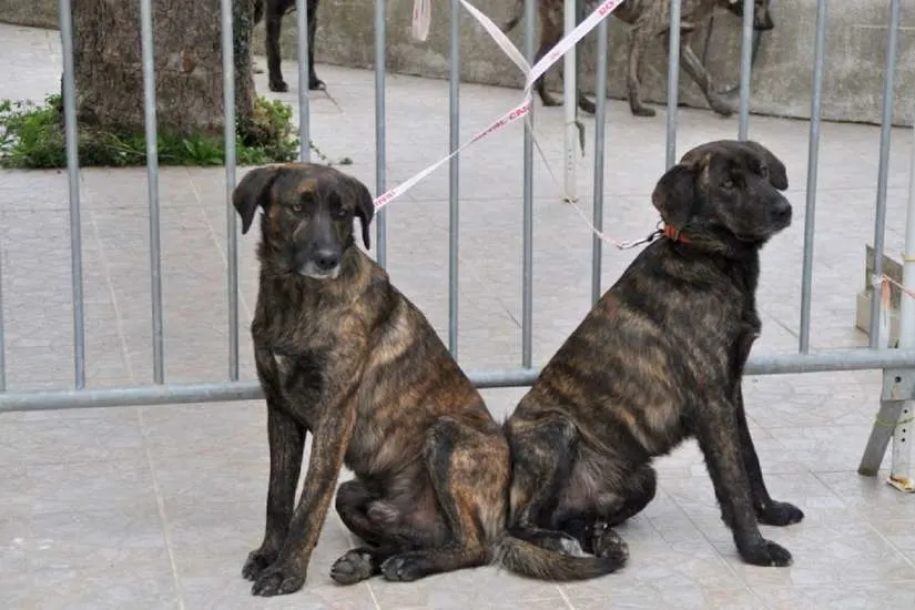 Do Cursinu Bark A Lot